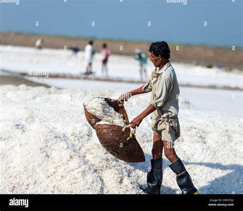 Bhambore Sindh Pakistan 2022 Labor Collecting And Stacking Sea Salt At