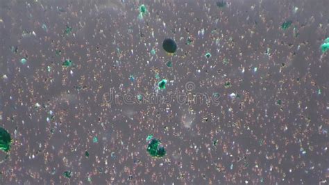 Macro Footage Of Chlamydomonas Whole Mount Under Microscope Magnified