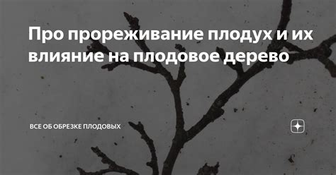 Про прореживание плодух и их влияние на плодовое дерево ВСЕ ОБ ОБРЕЗКЕ ПЛОДОВЫХ Дзен