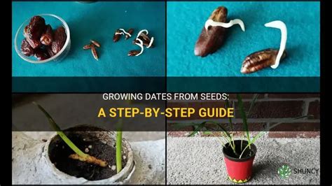 Growing Dates From Seeds A Step By Step Guide ShunCy