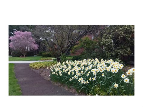 The Most Beautiful Campus Ppt