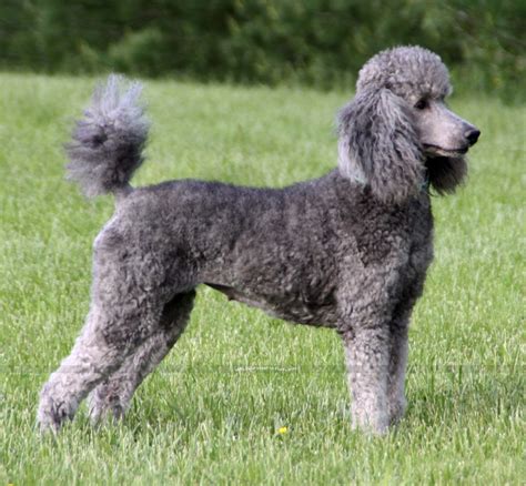 Ungroomed Silver Standard Poodle Picture Of Sunridge Crystal Vision A