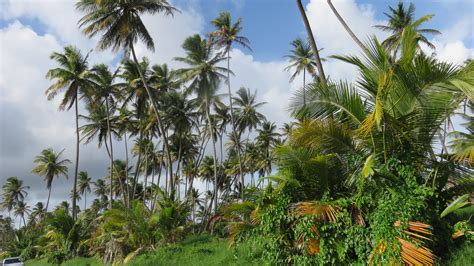Manzanilla Beach Destination Trinidad And Tobago Tours Holidays