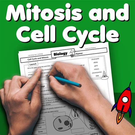 Cell Cycle And Mitosis Worksheet 6847448 Bozeman Cell Cycle