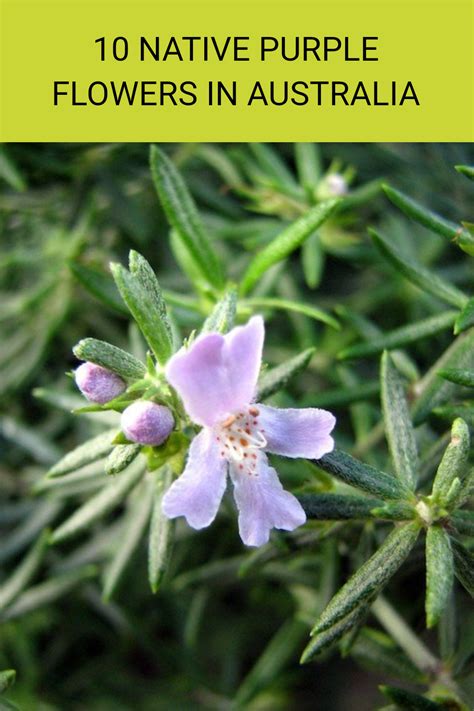 10 Native Purple Flowers In Australia Australian Plants Australian