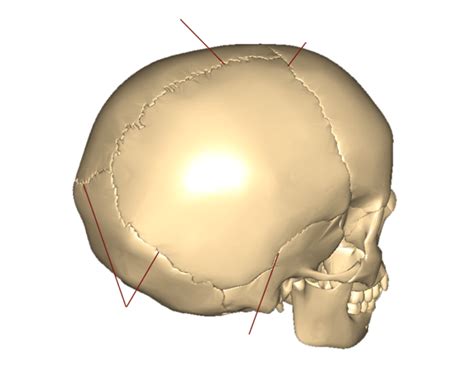 Skull Anatomy Sutures