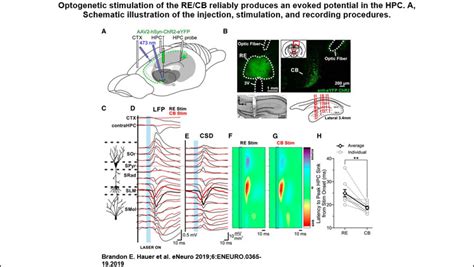The Thalamic Nucleus Reuniens Orchestrates Prefrontal Hippocampal Slow Waves