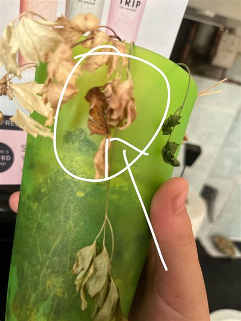 Clemintine 2 0 R Tommyinnit