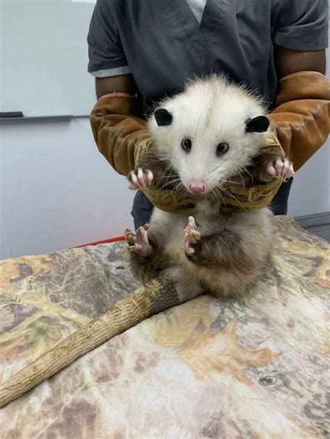 How To Care For A Pet Possum Caring For An Opossum Caring For An