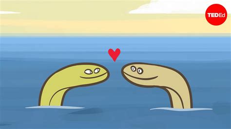 Lucy Cooke No One Can Figure Out How Eels Have Sex Ted Talk