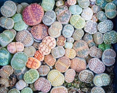 Cz Grain 50 Mixed Lithops Living Stones Plant Seeds Colorful Succulent