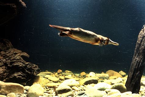 Platypus The Australian Museum