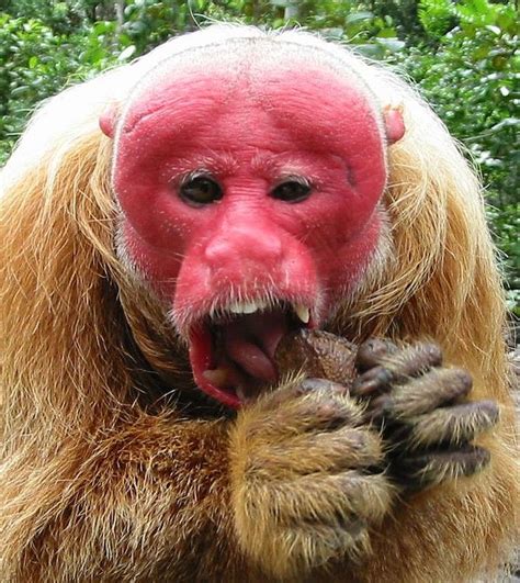 Bald Uakari New England Primate Conservancy Uakari Primates