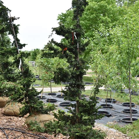 Chamaecyparis Obtusa Crippsii Growth Rate