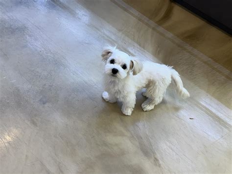 말티즈 별 샴입양 셀커크렉스입양 스코티쉬폴드입양 스핑크스입양 아메리칸숏헤어입양 아비시니안입양 터키시앙고라입양 페르시안입양 애완견입양 반려견입양 털빠짐없는소형견종류