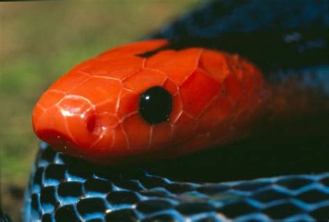 17 Species Of Elapids Amazing Snakes Hubpages