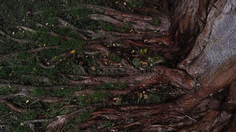 Pattern Of Tree Root With Green Grass Stock Image Image Of Color