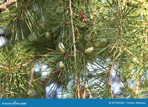 Himalayan Ceder Cedrus Deodara Tree Bark Leaves And Cones