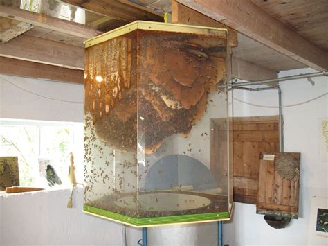 How To Build Bee Hive Frames At David Sells Blog