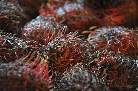 Lychee Fruit 1 Photograph By Frank Mari Fine Art America