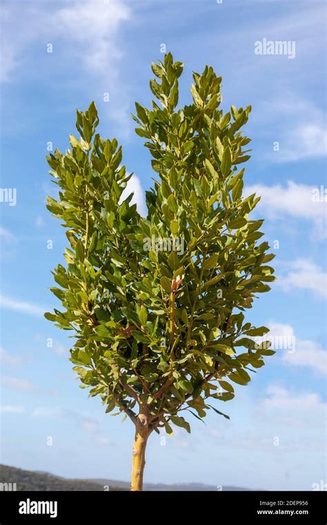 Bay Laurel Tree Laurus Nobilis Cultivated In The Algarve Region