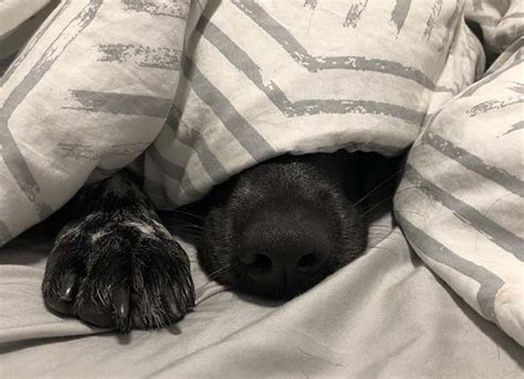 Mit Hund Auf Helgoland Cassen Eils