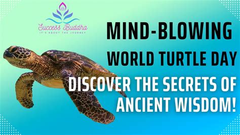 Mind Blowing World Turtle Day Discover The Secrets Of Ancient Wisdom