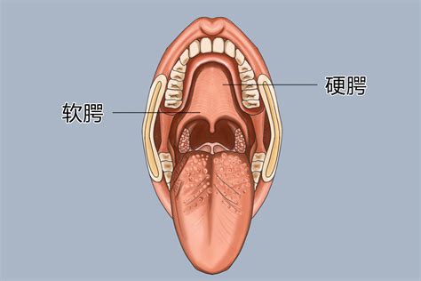 颚部示意图