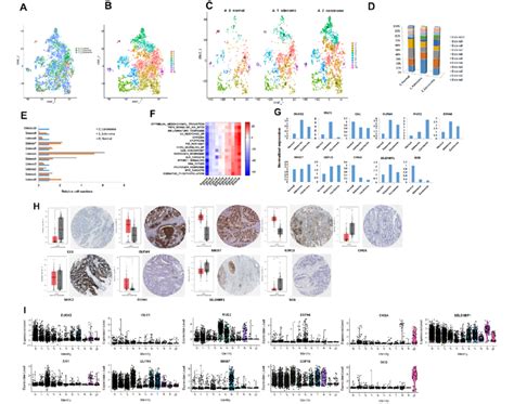 Identification Of Enterocyte Cell Clusters And Their Expression