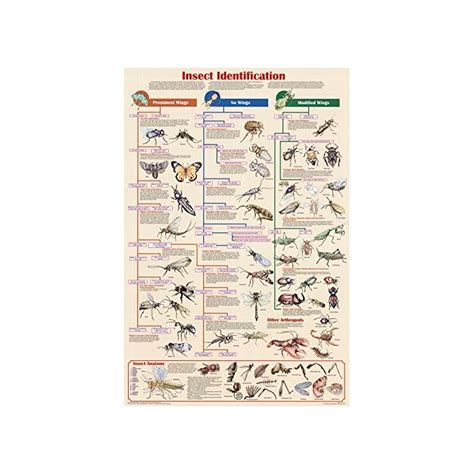 Buy Laminated Insect Identification Educational Science Chart Poster