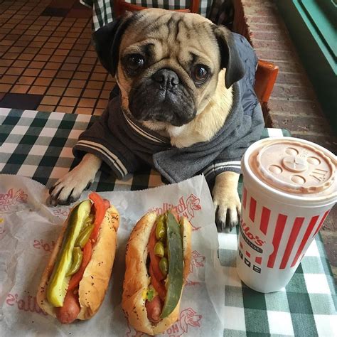 Doug The Pug Enjoys A Snack