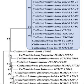 Single Tree Resulting From Maximum Likelihood Analysis Based On The