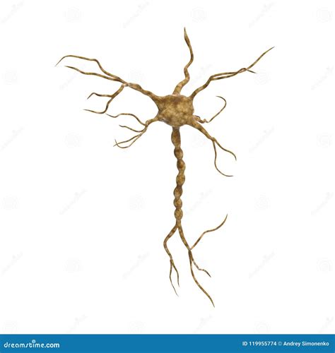 Single Neuron Nervous System On White 3d Illustration Stock