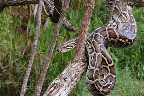 Python Animal Facts Pythonidae A Z Animals