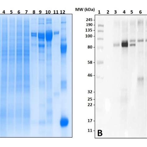 Life Cycle Of Argulus Parasites Download Scientific Diagram