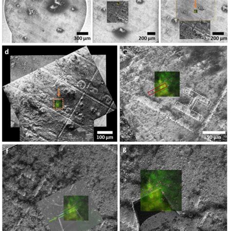Localization Of The Region Of Interest Roi In Cryofib Sem A Low Download Scientific Diagram