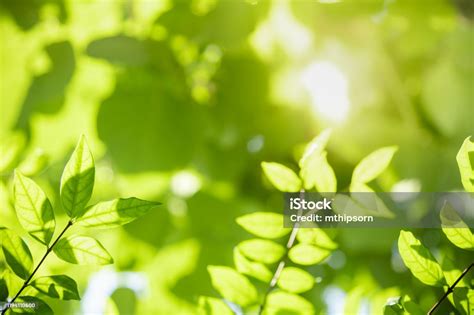 자연을 가까이에서 보면 햇빛 아래 흐린 녹지 배경에 녹색 잎을 보케와 복사 공간으로 사용 하 여 배경 자연 식물 풍경 생태 벽지