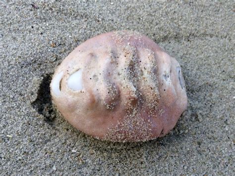 Gumboot Chiton Project Noah