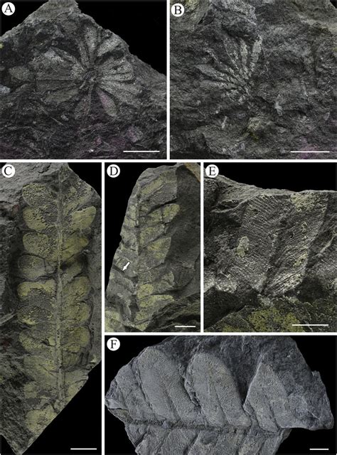 Selected Specimens Of Plant Fossils Collected From The Mudstone Unit