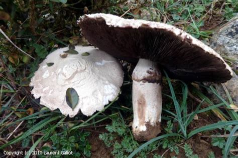 Mycodb Photos De Champignons Agaricus Squamulifer