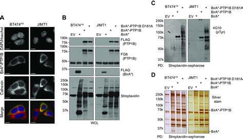 Application Of Ptp1b Substrate Trapping Proximity Labeling In Download Scientific Diagram