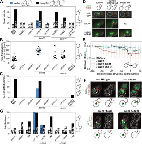 The Mitotic Exit Network Integrates Temporal And Spatial Signals By Distributing Regulation