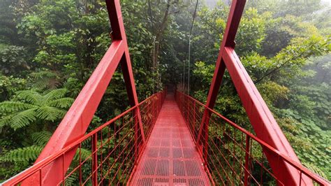 Hanging Bridge In Monteverde Cloud Forest Reserve Costa Rica Windows