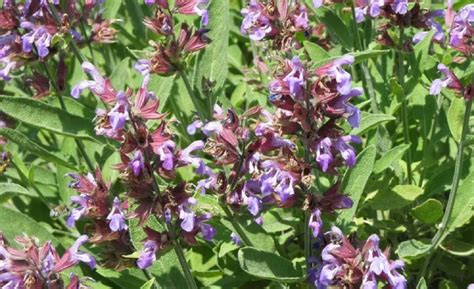 Beneficios De Tener Tu Propia Planta De Salvia En El Jardín