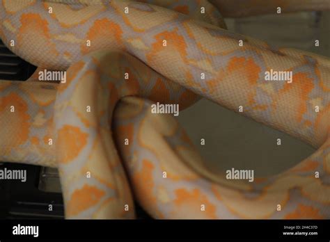 White Python With Exotic Skin Color And Pattern White Python With Exotic Skin Color And Pattern