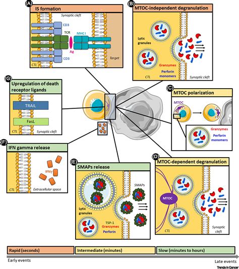 Resisting T Cell Attack Tumor Cell Intrinsic Defense And Reparation