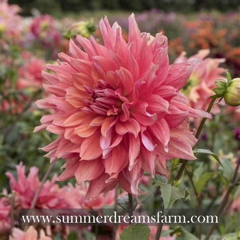 Dahlia Belle Of Barmera — Dahlia Summerdreamsfarm