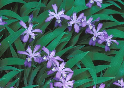 Iris Cristata Crested Iris Go Botany