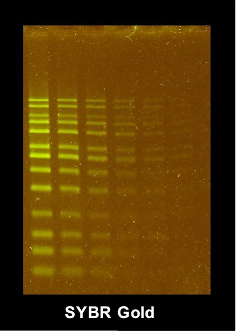 Sybr Gold Staining Protocol Sybr Safe Dna Gel Stain Dimso