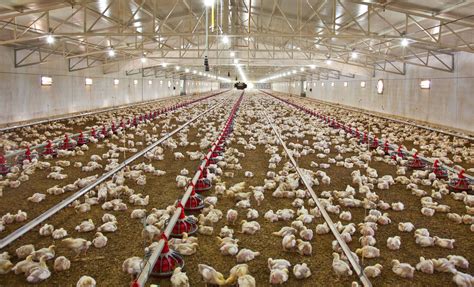 The Master Farmer Free Range Chicken Farming Women Who Farm Africa
